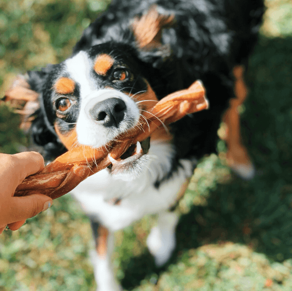 3 Top Reasons to Use a Bully Stick Holder for Your Dog – ri-son